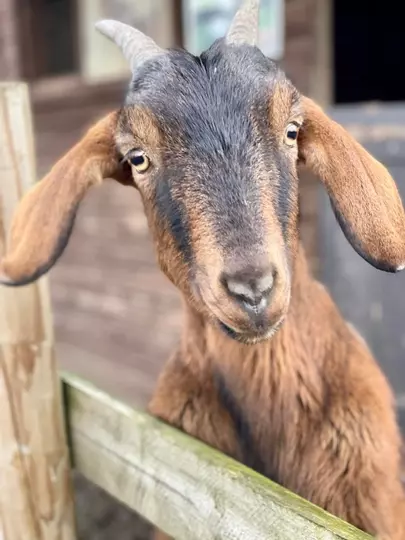 Inclusive Farm | Godstone Farm